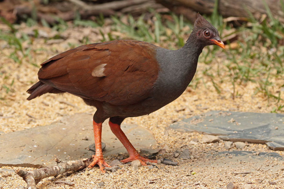 Stephen Burch's Birding & Dragonfly Website - Orange footed Scrub Fowl