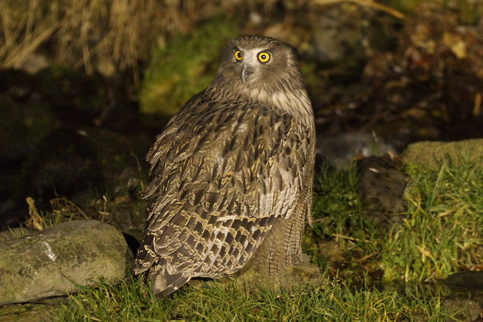 Stephen Burch's Birding & Dragonfly Website - Blakiston's Fish Owl
