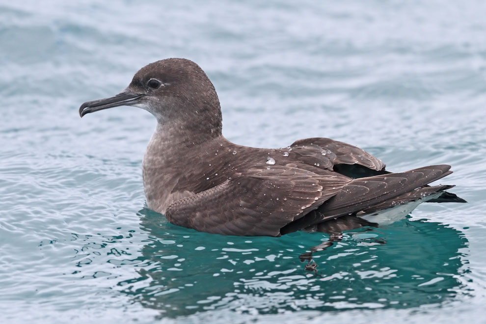 Hutton's shearwater - Alchetron, The Free Social Encyclopedia