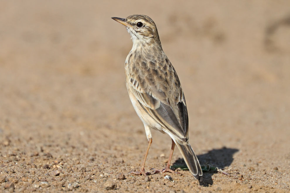 African pipit - Alchetron, The Free Social Encyclopedia
