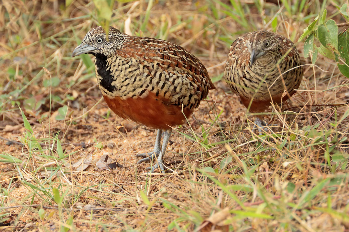 Stephen Burch's Birding & Dragonfly Website - Barred Button Quail