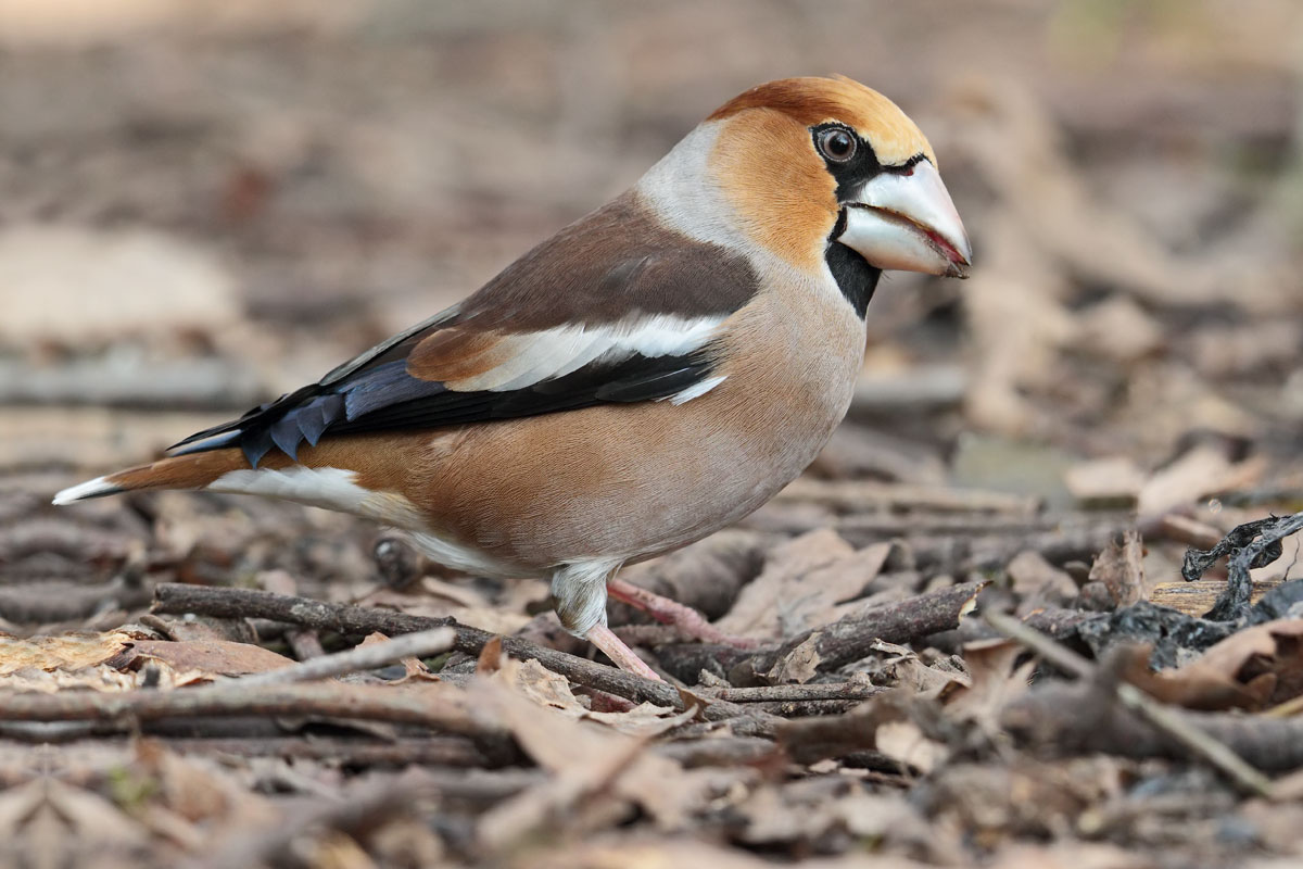Stephen Burch's Birding & Dragonfly Website - Hawfinch