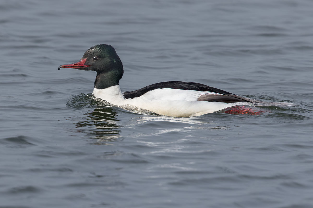 Stephen Burch's Birding & Dragonfly Website - Goosander