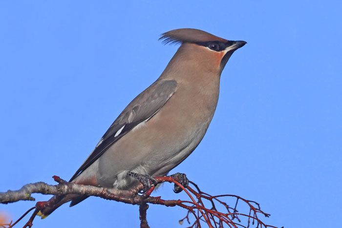 Stephen Burch's Birding Website Oxfordshire bird pics Autumn/Winter 2010/11