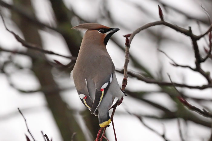Stephen Burch's Birding Website Oxfordshire bird pics Autumn/Winter 2010/11