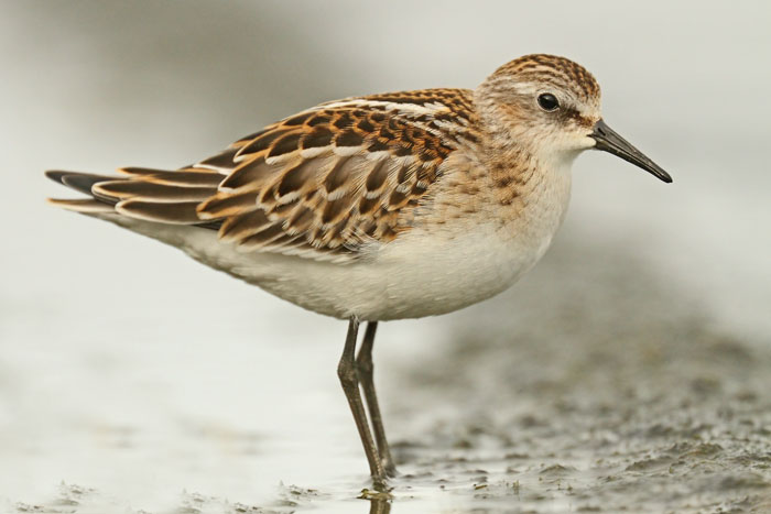 Stephen Burch's Birding Website Oxfordshire bird pics Autumn/Winter 2013/14