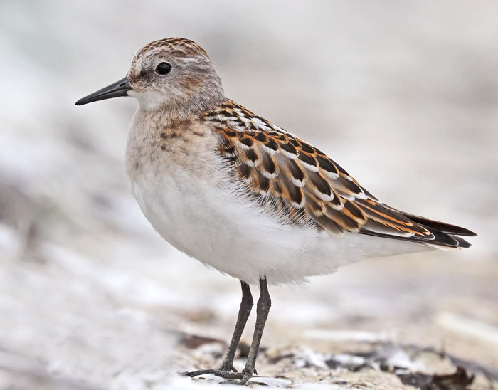 Stephen Burch's Birding Website Oxfordshire bird pics Autumn/Winter 2014