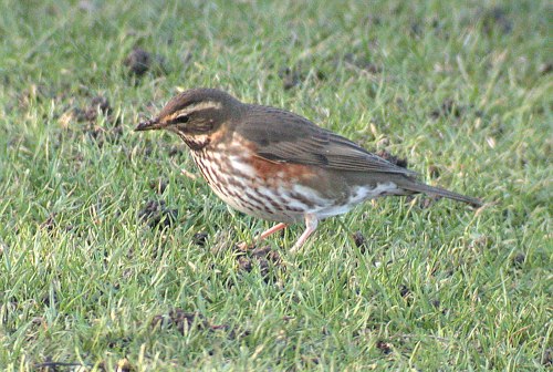 Stephen Burch's Birding Website