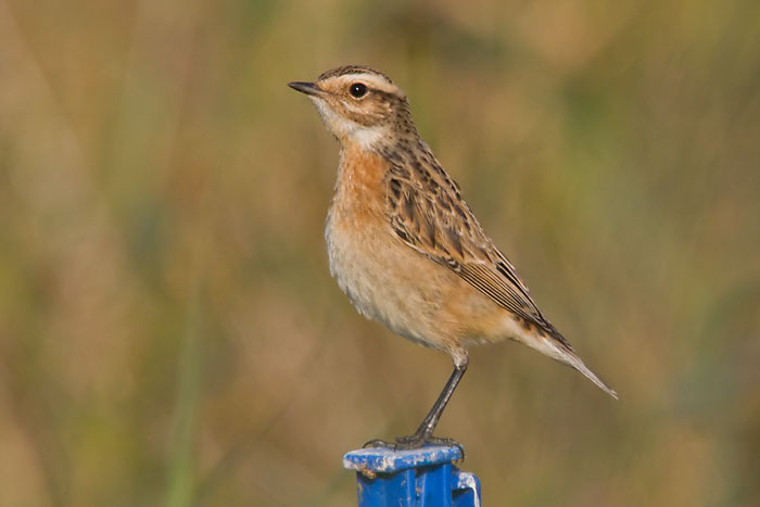 Stephen Burch's Birding Website Oxfordshire bird pics Autumn 2008