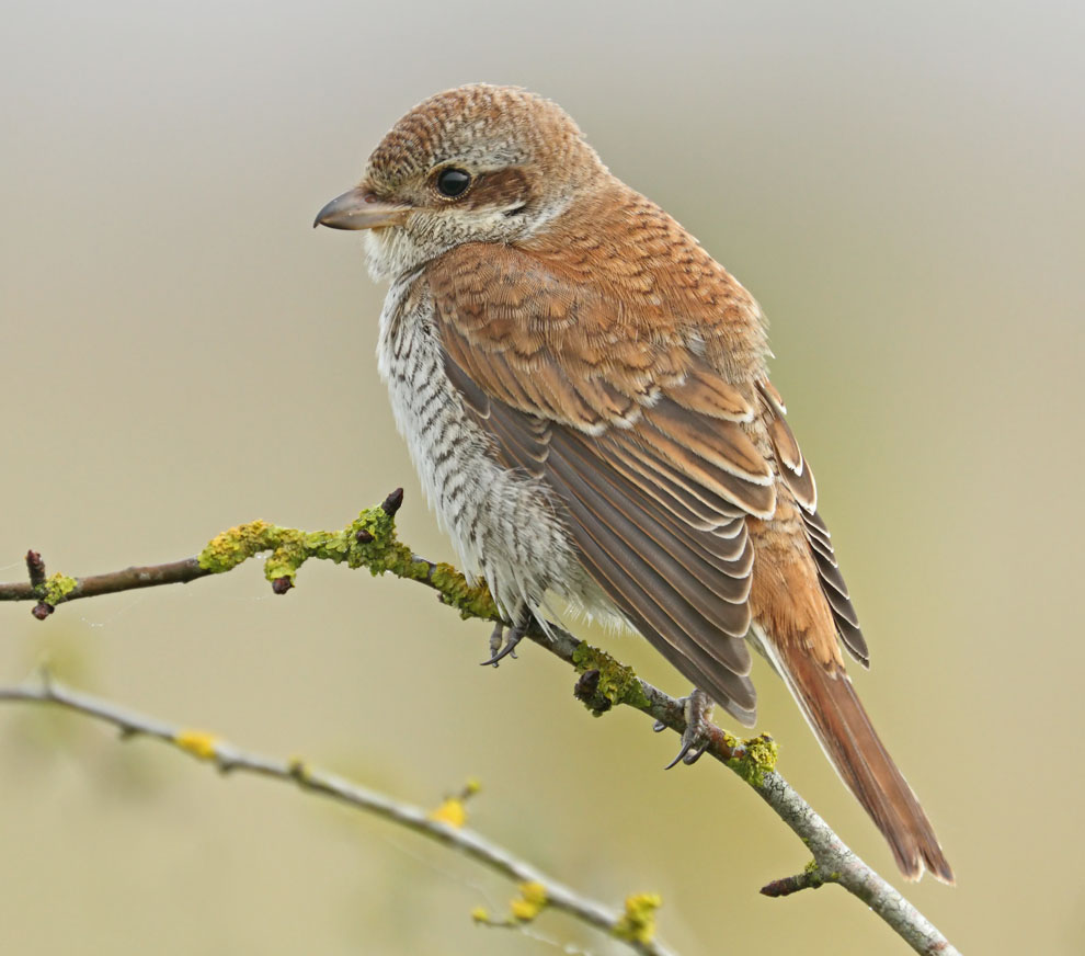 Stephen Burch's Birding & Dragonfly Website - Red-backed Shrike