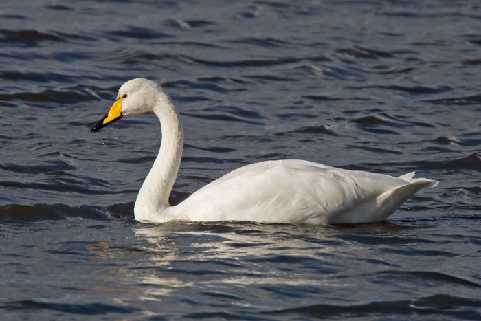 Stephen Burch's Birding Website UK bird pics Autumn 2008